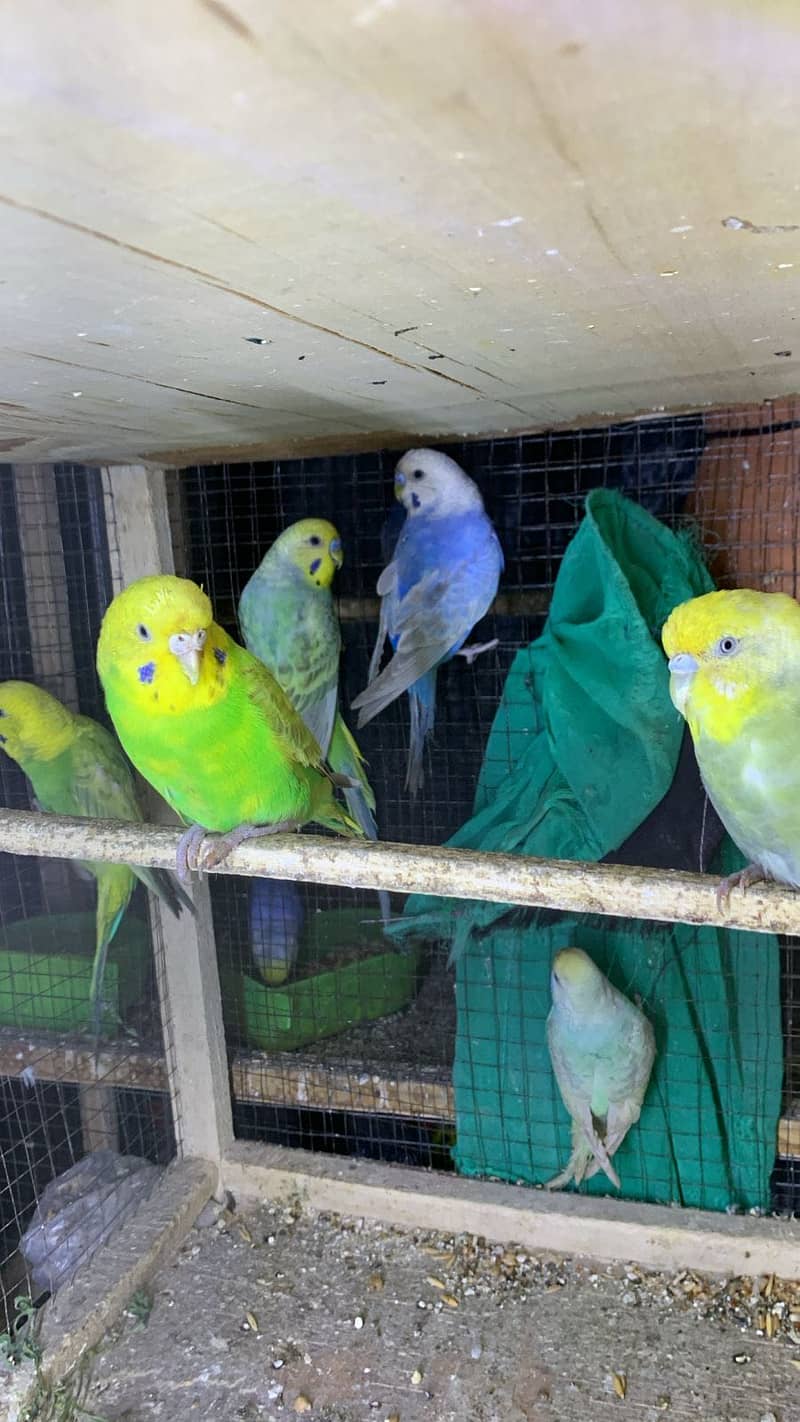 Rainbow budgies top quality hogoromo blackW/F exhibition quality budgi ...