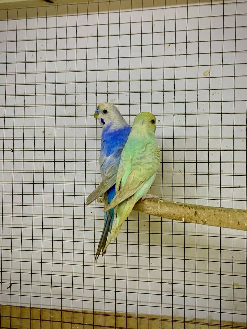 Rainbow budgies top quality hogoromo blackW/F exhibition quality budgi ...