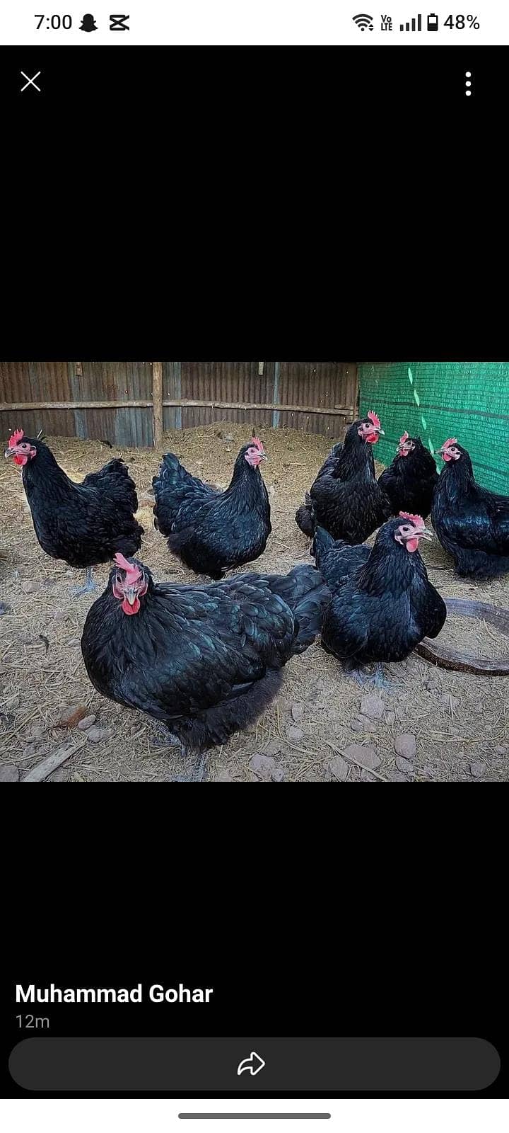 Hens For Sales - Hens - 1110090345