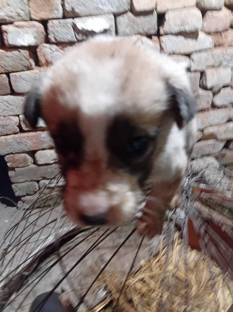 female puppy - Dogs - 1110092658