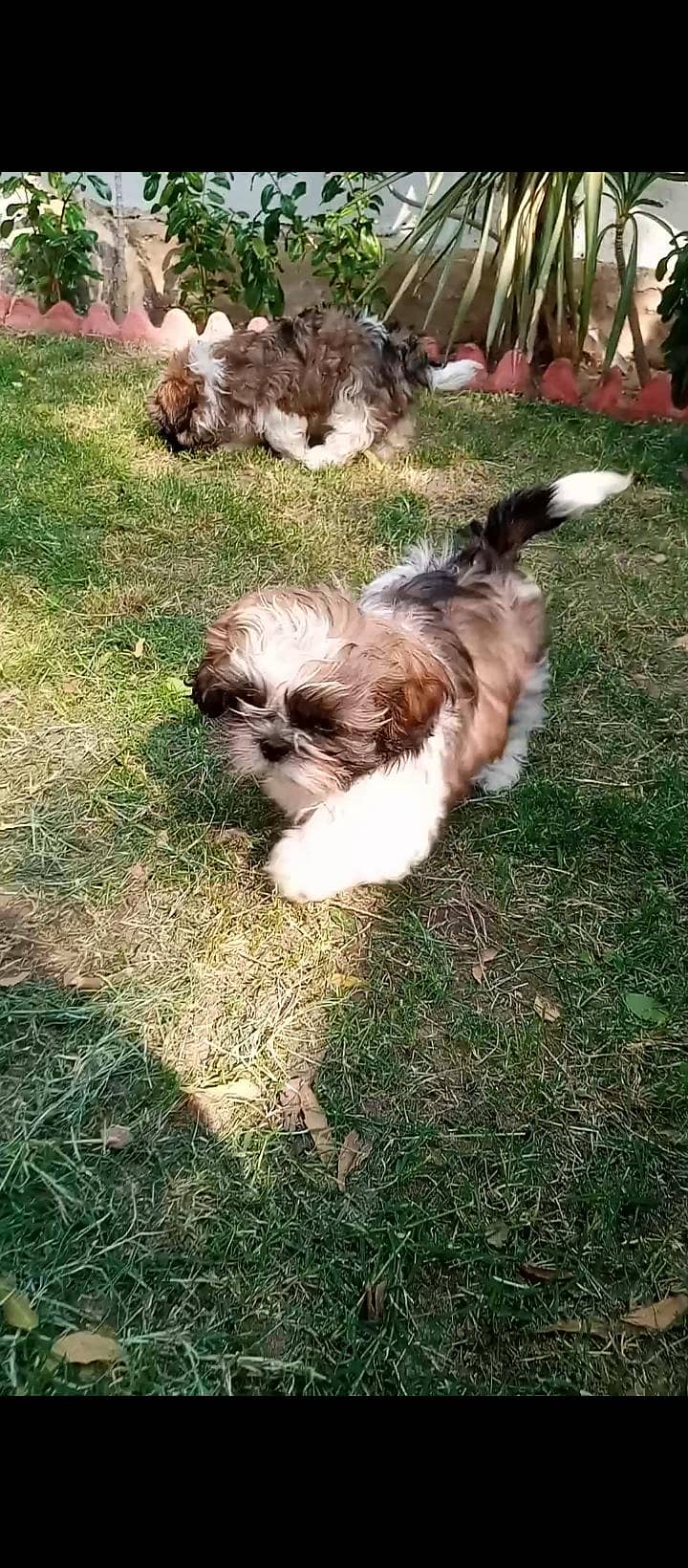 Show quality shitzu puppies - Dogs - 1110094414