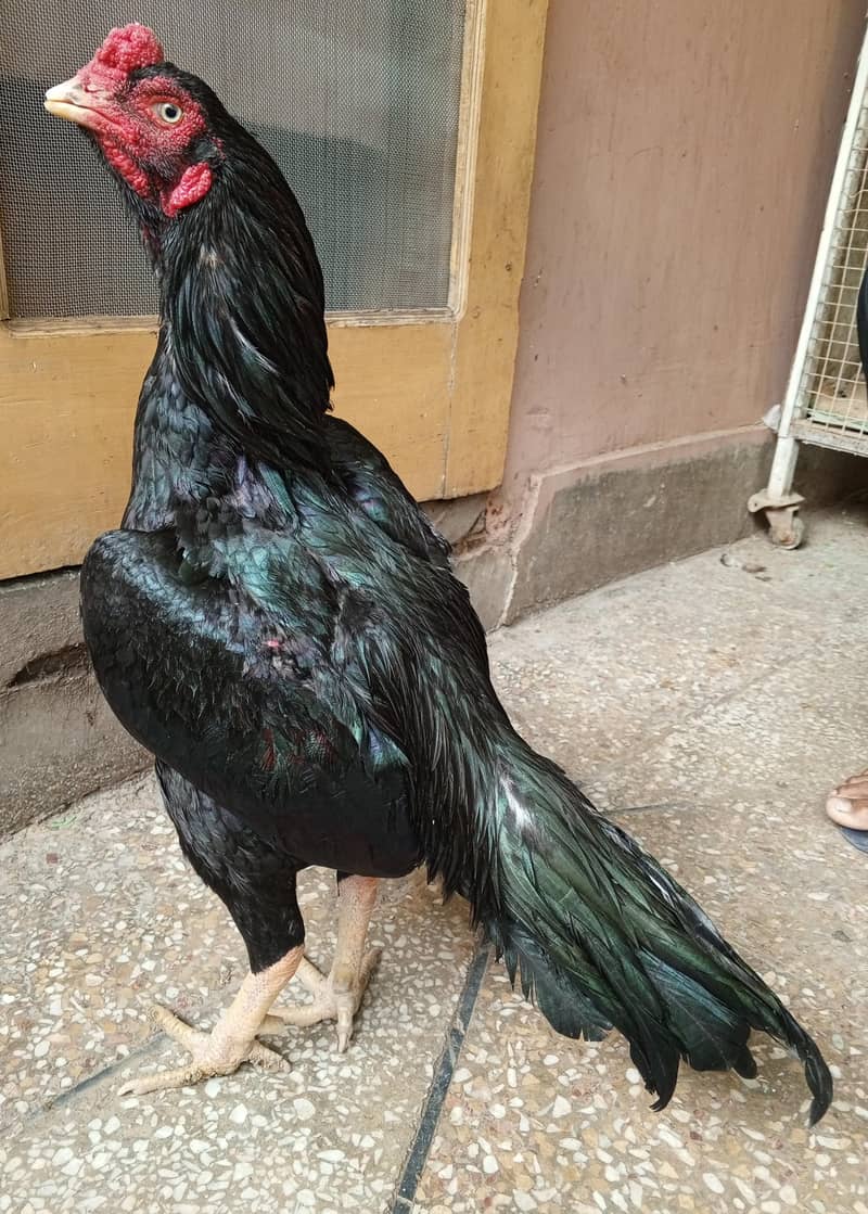 aseel murga mushka lassani 03498200770 - Hens - 1110095619