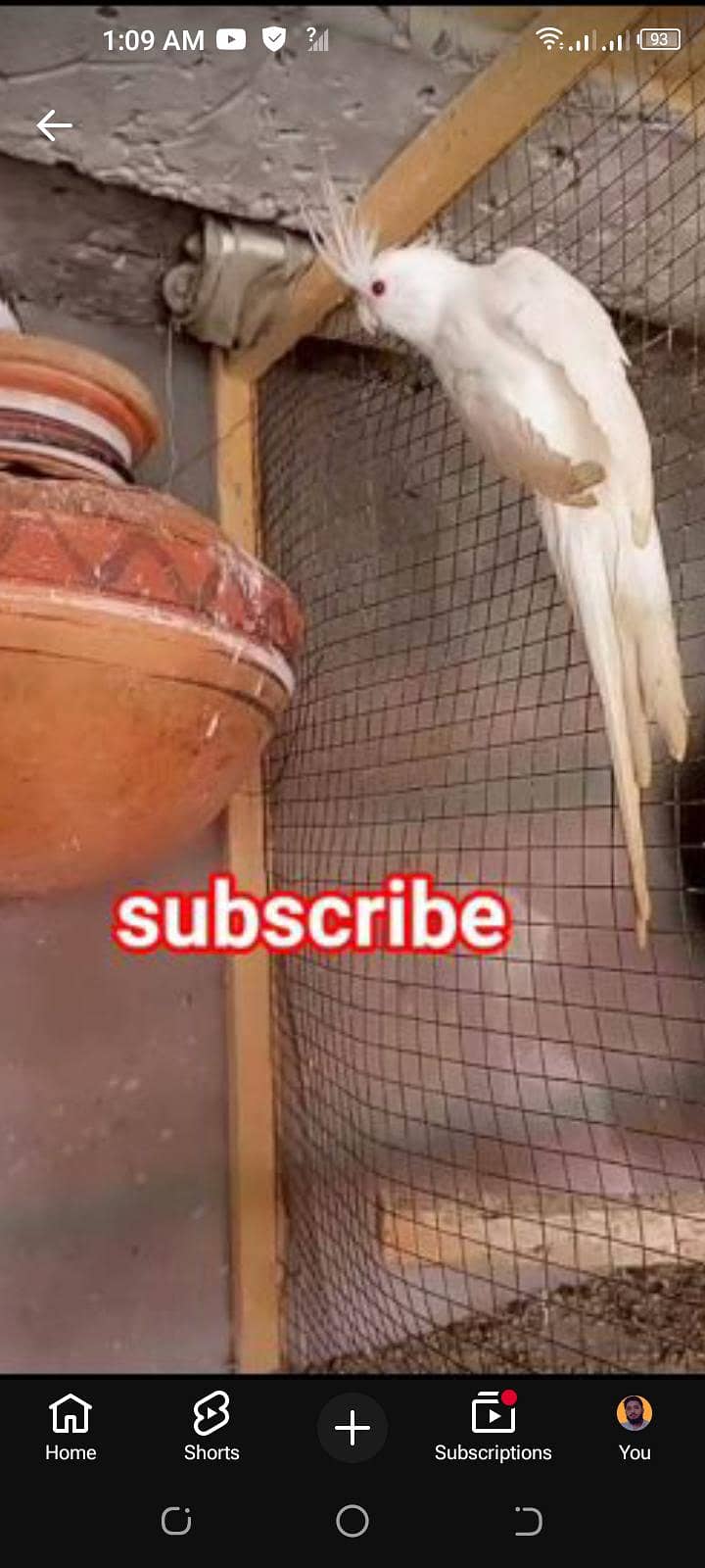 coman White breeder pair or eno breeder female - Parrots - 1110099777