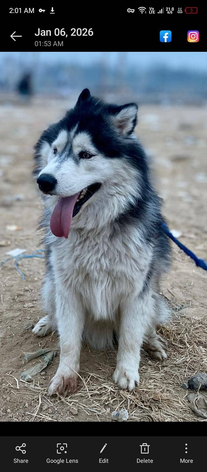 dog for scale Siberian husky - Dogs - 1110101404