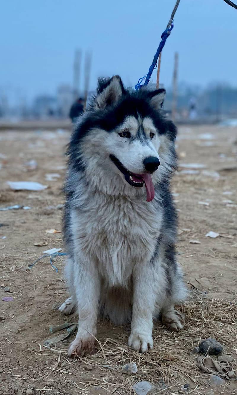 dog for scale Siberian husky - Dogs - 1110101404