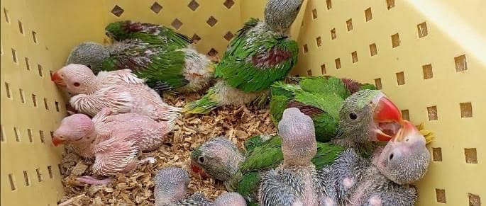 mithu , raw parrot - Parrots - 1110102163