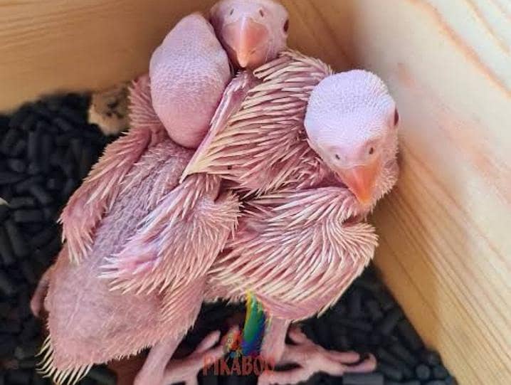 mithu , raw parrot - Parrots - 1110102163