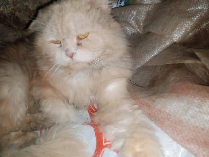 bot he zahen ha - Cats - 1110104366