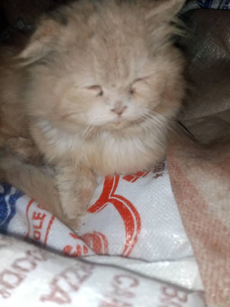 bot he zahen ha - Cats - 1110104366