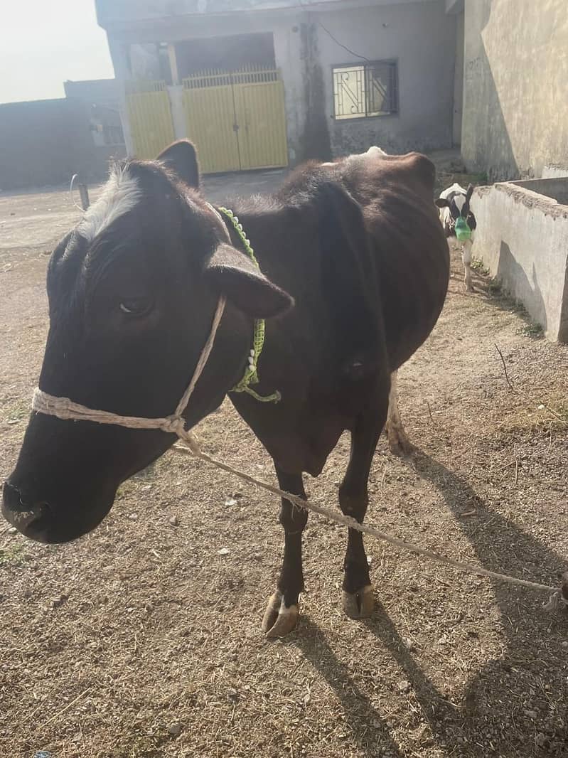 ik cow bacha ke sat - Cows - 1110108017