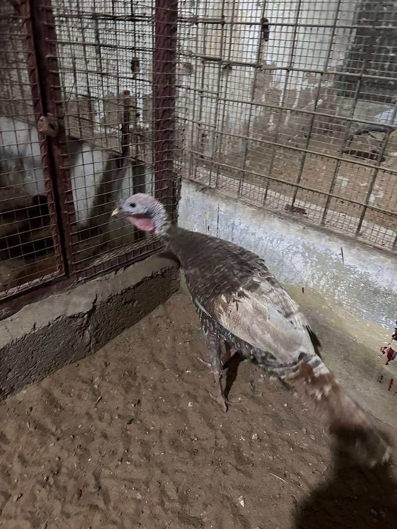 Top Quality Turkish Hen pair Turkey breeder Murgi & Murga Roster - Hens ...