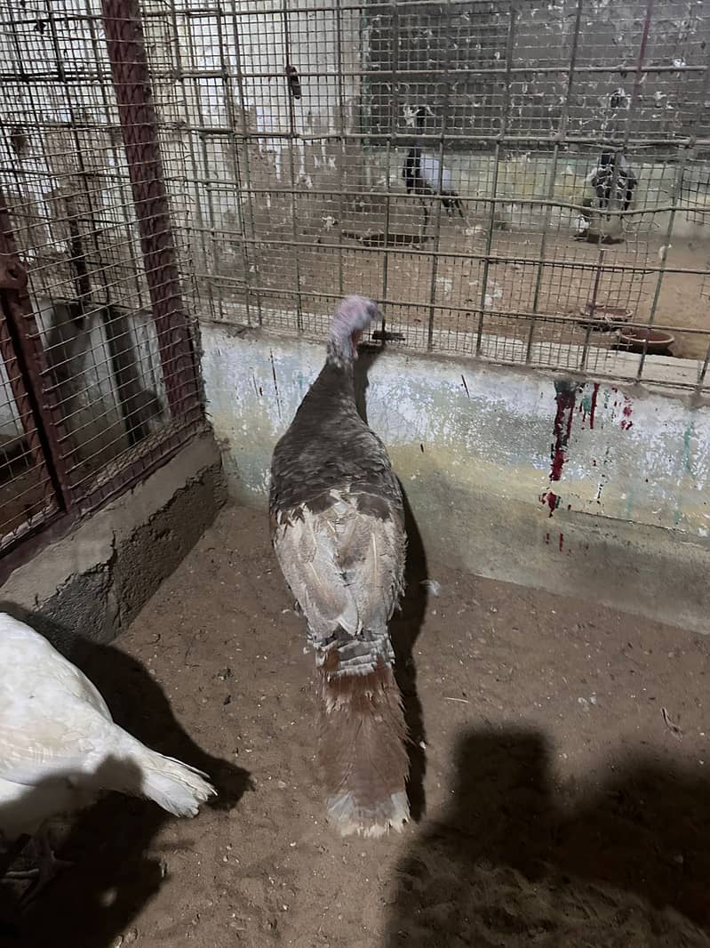Top Quality Turkish Hen pair Turkey breeder Murgi & Murga Roster - Hens ...