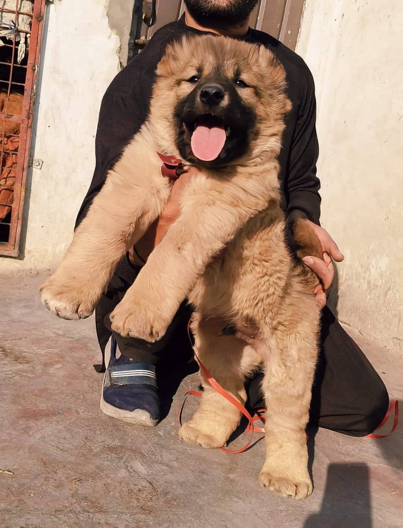 Bakharwal | Bakharwal dog | Bakharwal puppies | security dog - Dogs ...