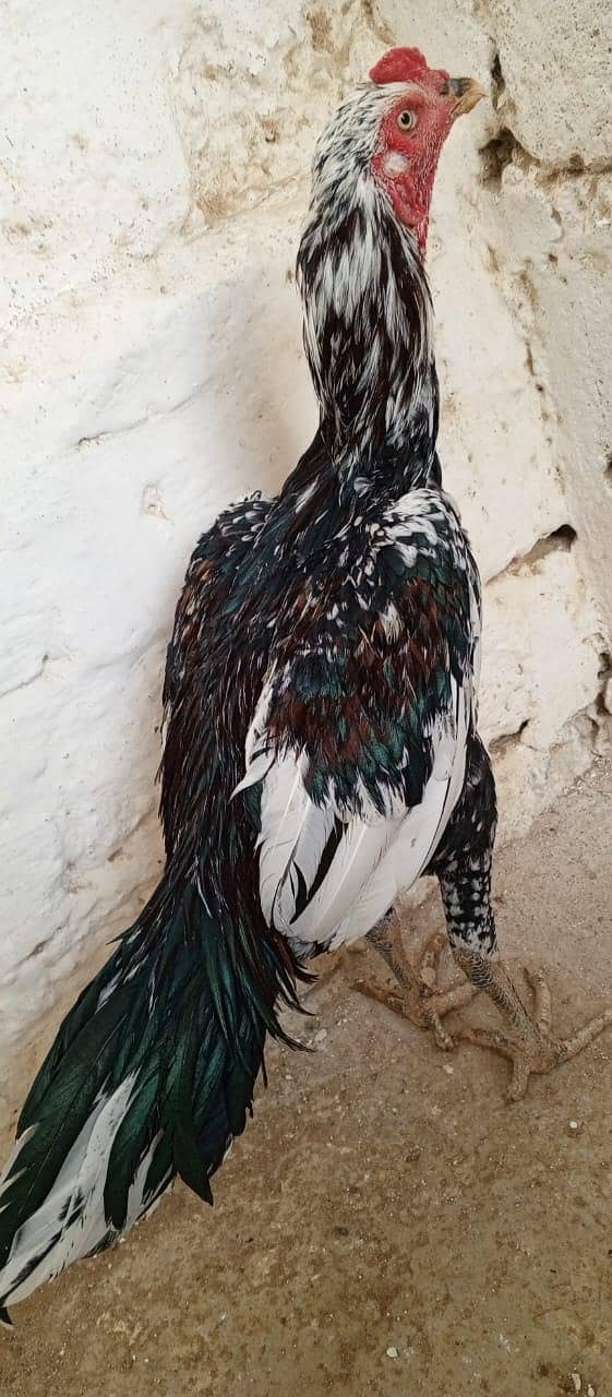 Best quality 3 pathay - Hens - 1110112621