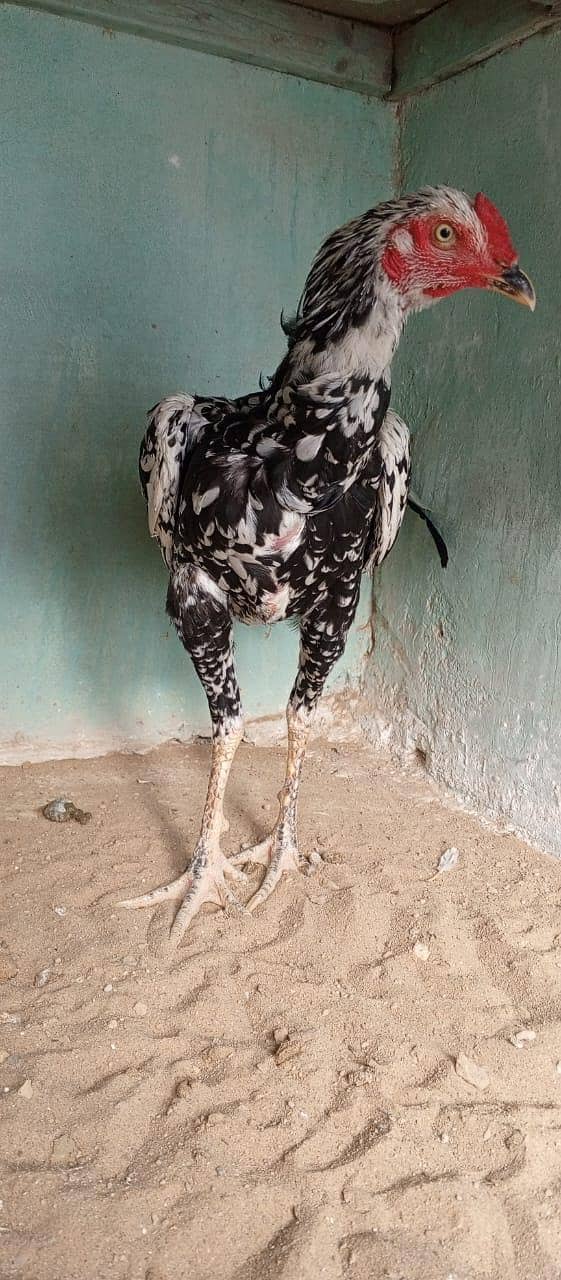 Best quality 3 pathay - Hens - 1110112621