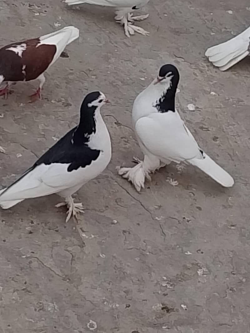 Seyah Chap Pair - Pigeons - 1110113637