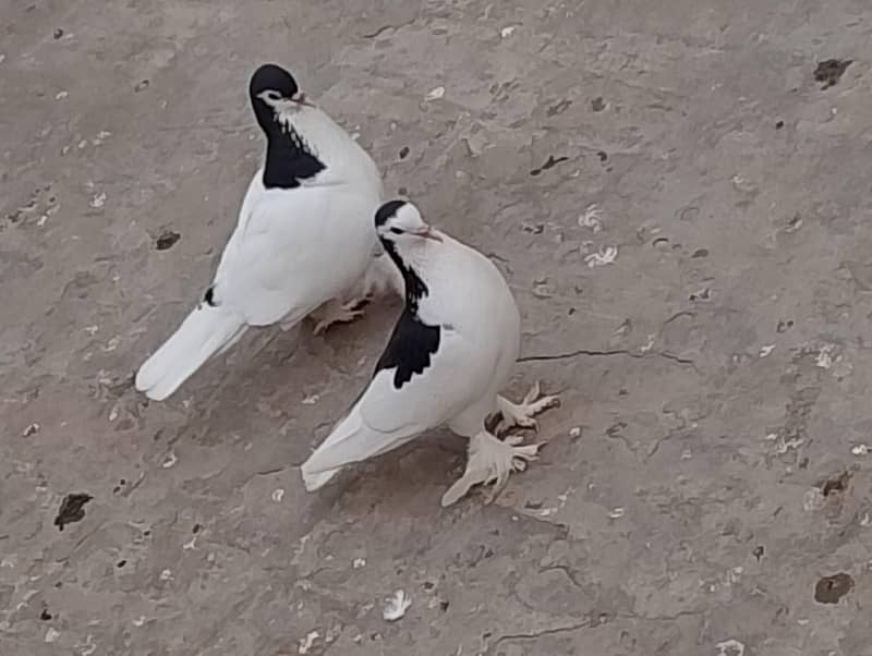 Seyah Chap Pair - Pigeons - 1110113637
