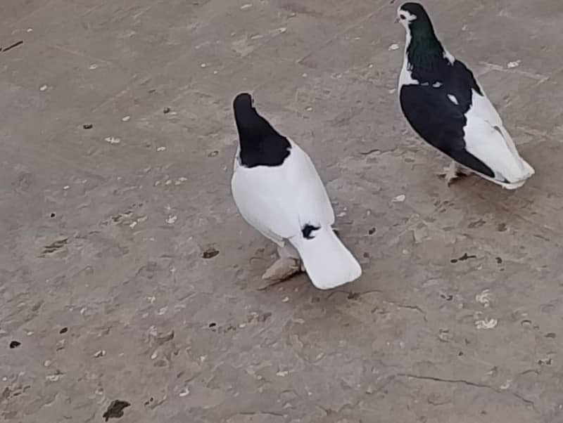 Seyah Chap Pair - Pigeons - 1110113637