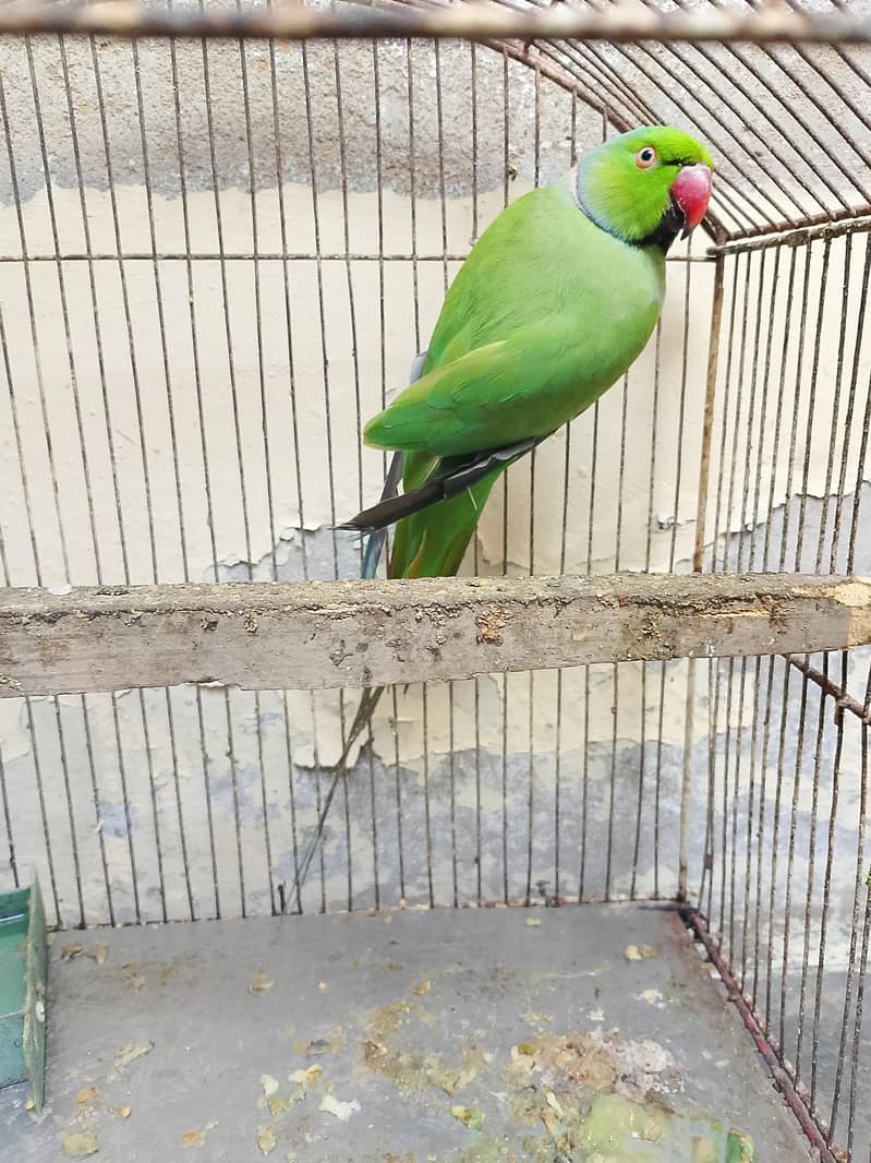 Green Ringneck - Parrots - 1110056131