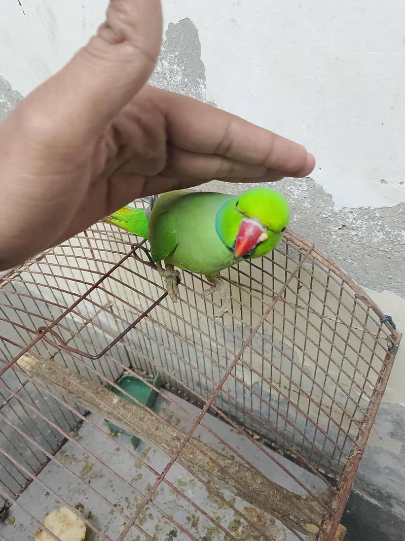 Green Ringneck - Parrots - 1110056131