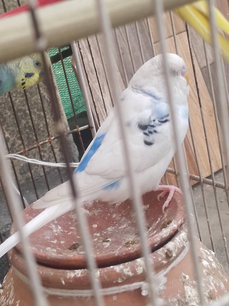 Australian birds 1 pair and one single parrot - Parrots - 1110081006