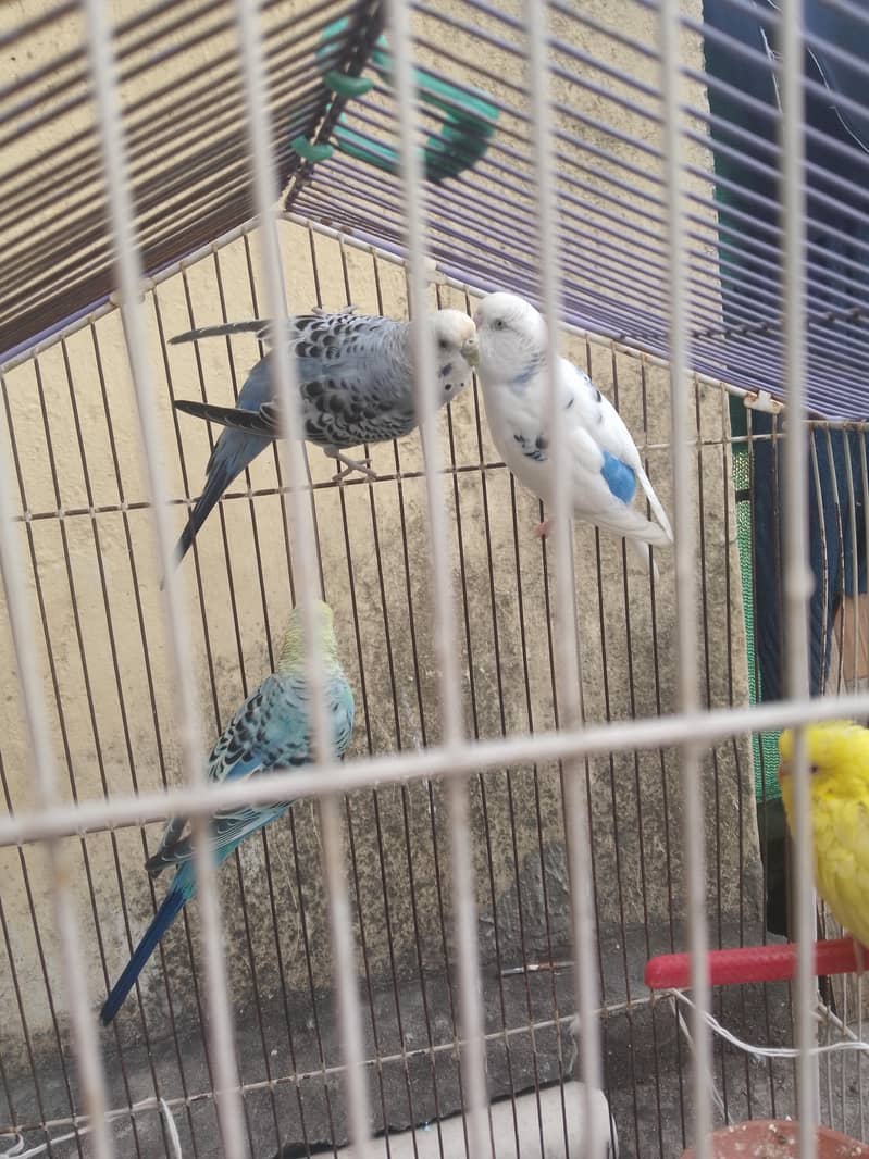 Australian birds 1 pair and one single parrot - Parrots - 1110081006