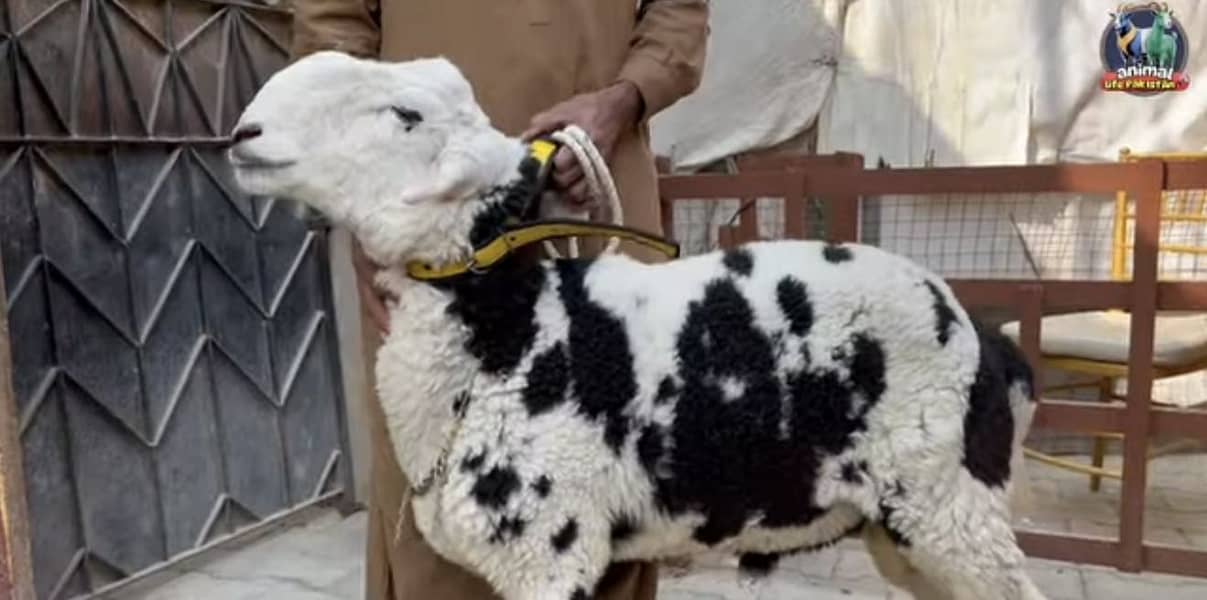 high quality kajla | sheep | munda | Larkana Chatra | ablak - Sheep ...