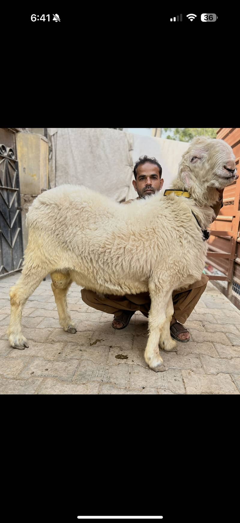 high quality kajla | sheep | munda | Larkana Chatra | ablak - Sheep ...