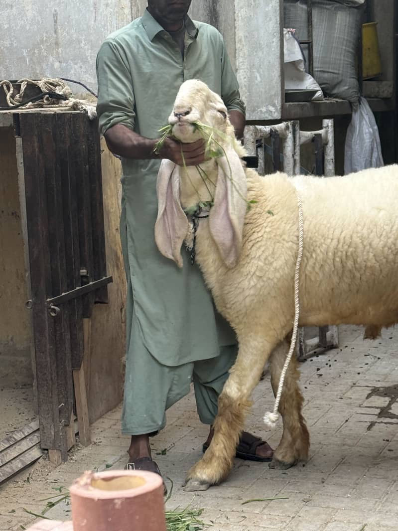 high quality kajla | sheep | munda | Larkana Chatra | ablak - Sheep ...