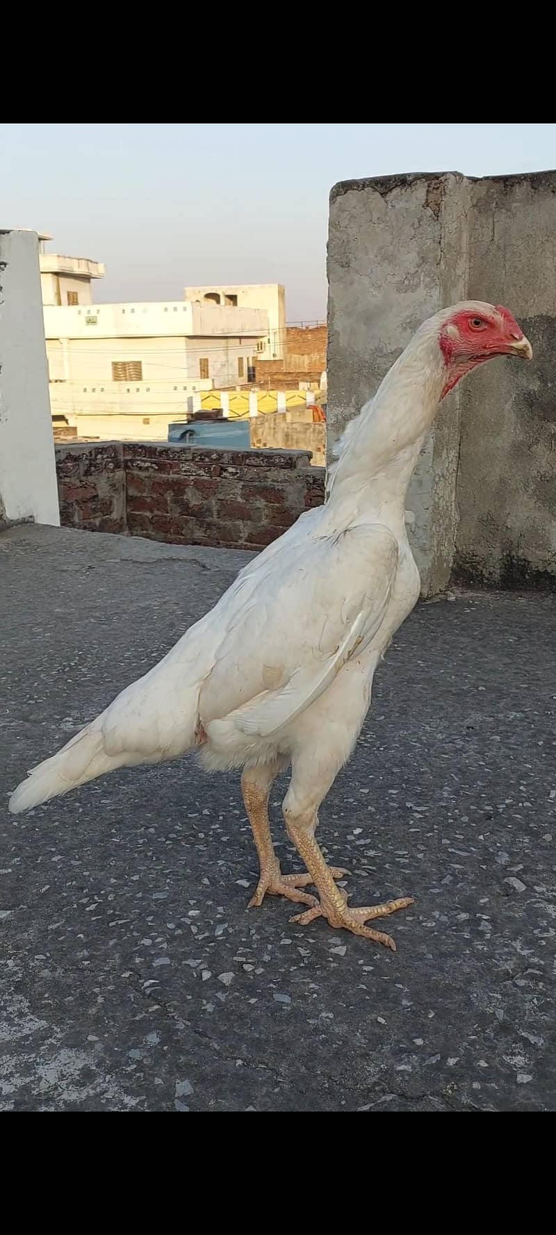 pure O shamo White Female - Hens - 1110130576