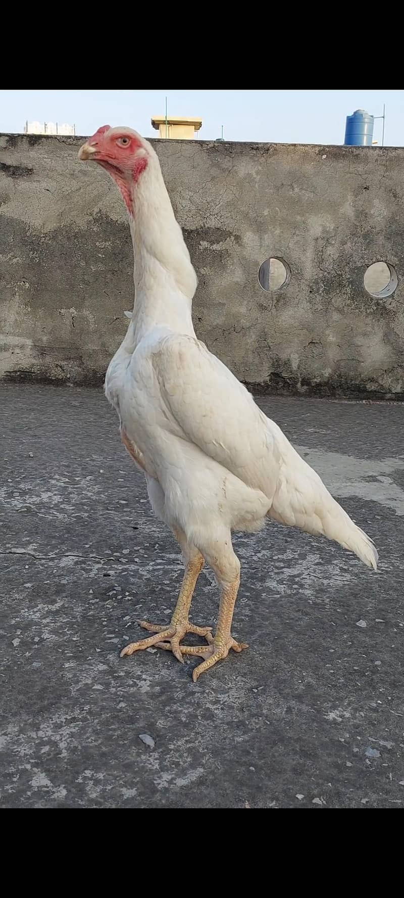 pure O shamo White Female - Hens - 1110130576