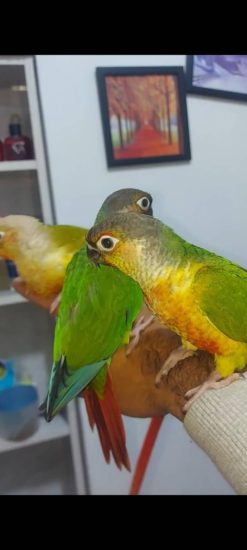 pineapple conure and yellow sided conure hand tamed - Parrots - 1110130951