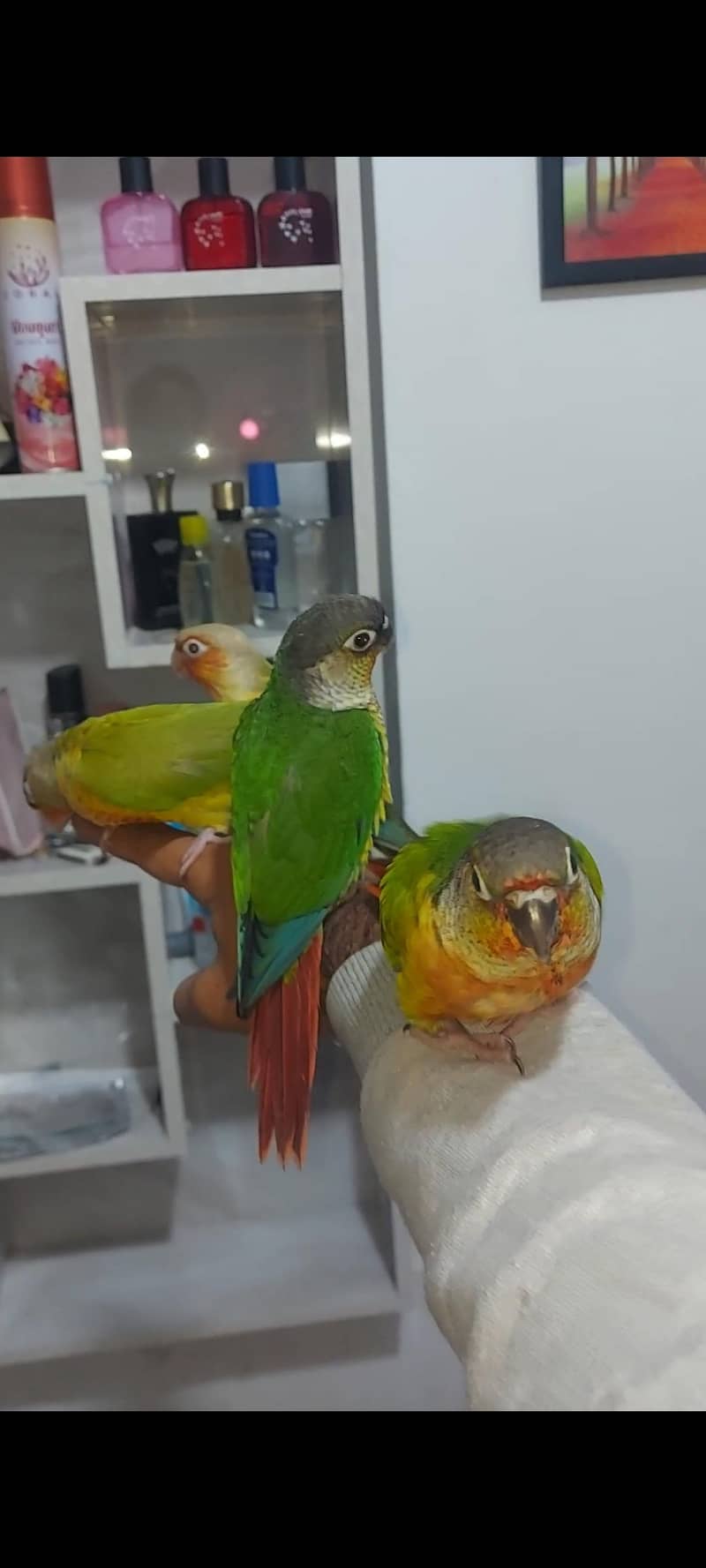 pineapple conure and yellow sided conure hand tamed - Parrots - 1110130951