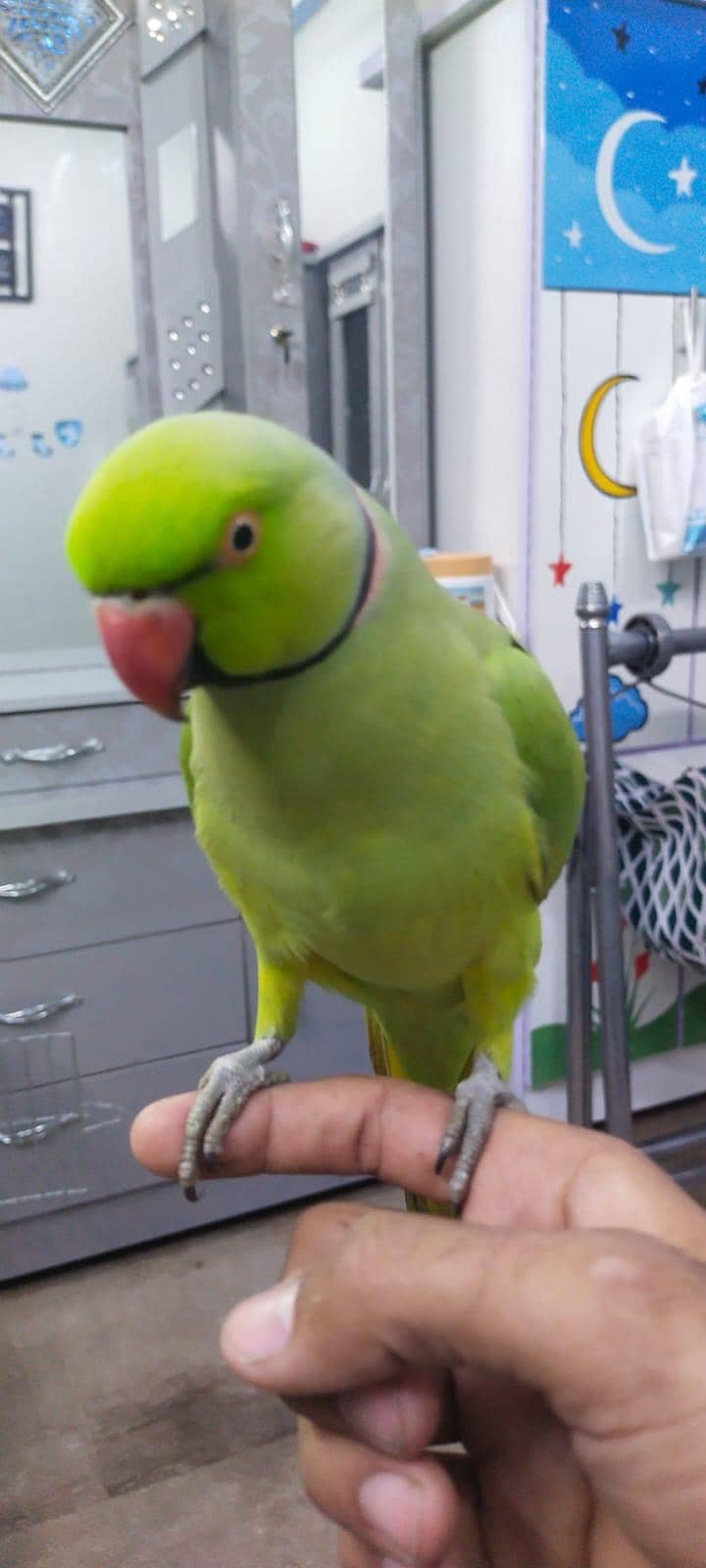 Green parrot salam karny Wala piar - Parrots - 1109982604