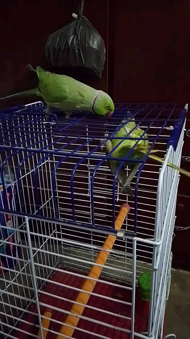 Green parrot salam karny Wala piar - Parrots - 1109982604