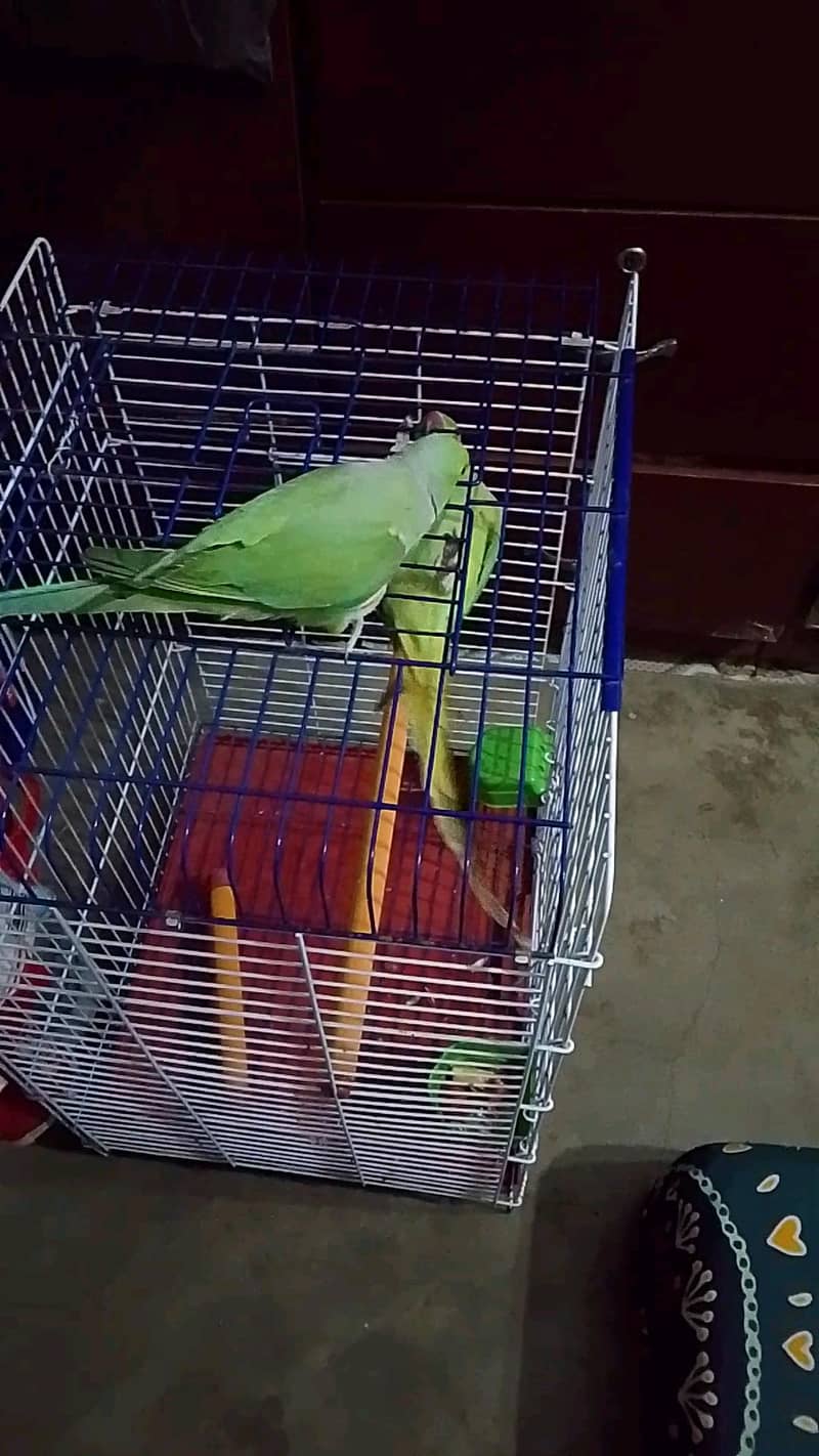 Green parrot salam karny Wala piar - Parrots - 1109982604