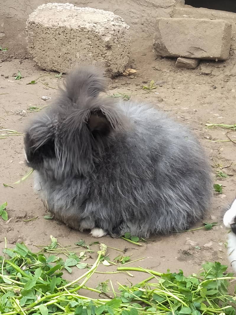black English angora rabbit - Rabbits - 1110139509