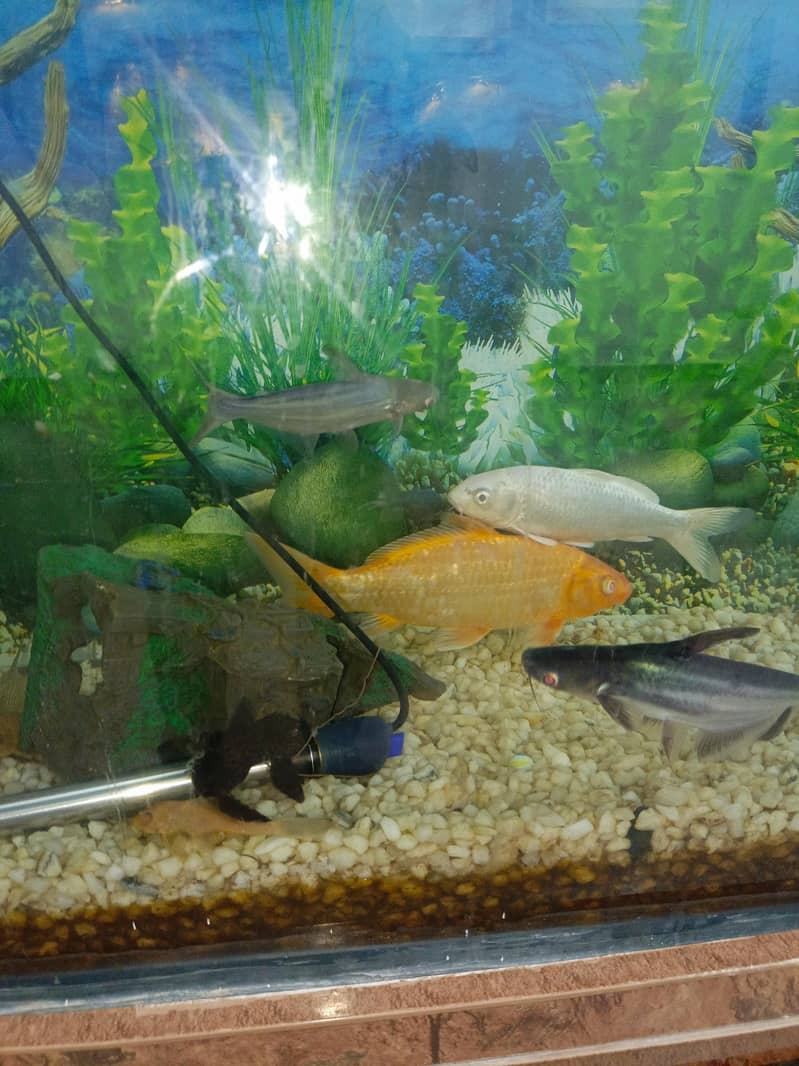 blue line shark and koi fish and sucker fish - Fish - 1110142521