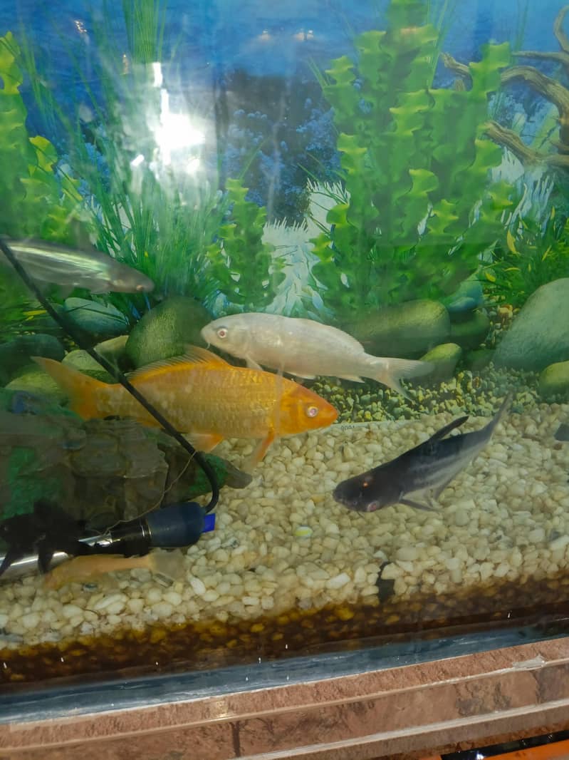 blue line shark and koi fish and sucker fish - Fish - 1110142521