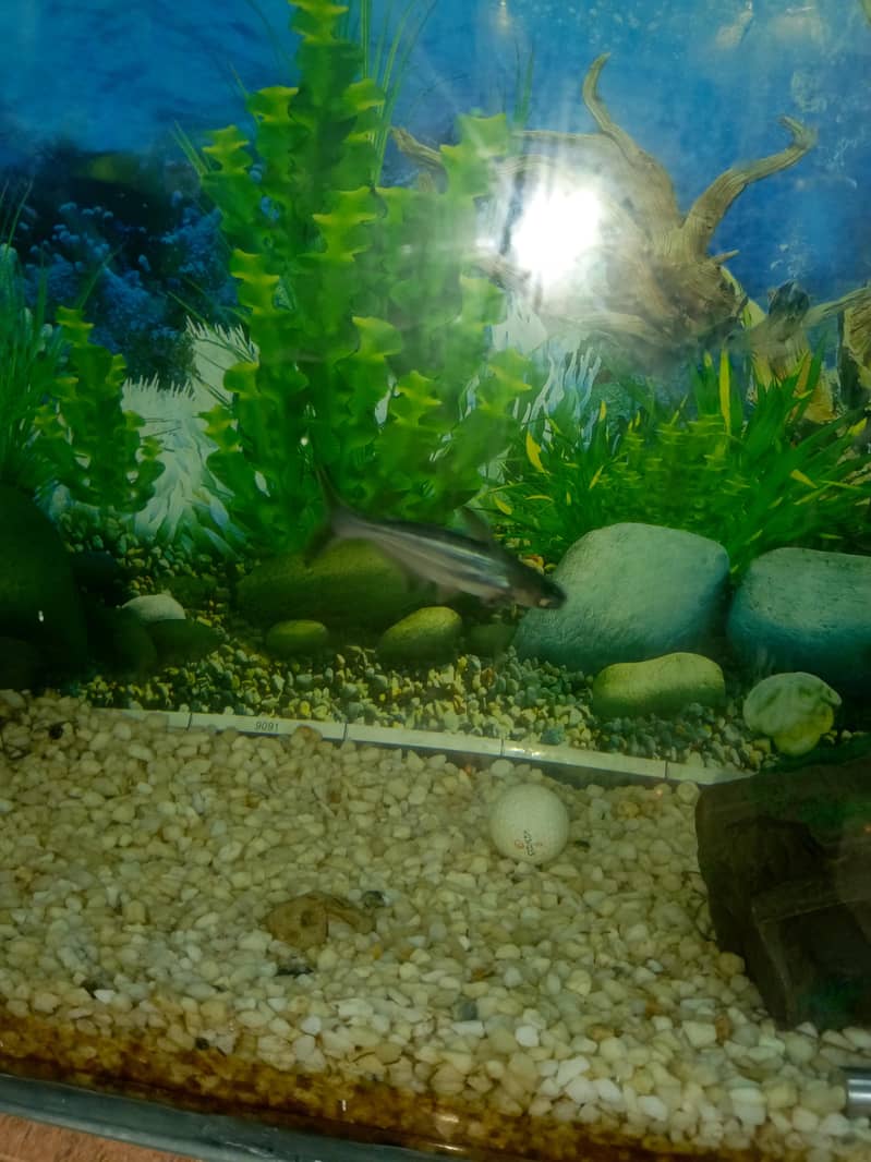 blue line shark and koi fish and sucker fish - Fish - 1110142521