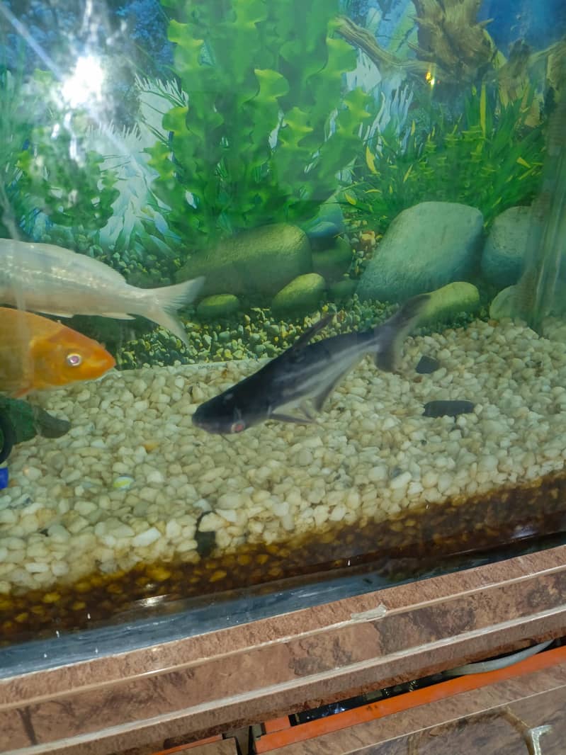 blue line shark and koi fish and sucker fish - Fish - 1110142521