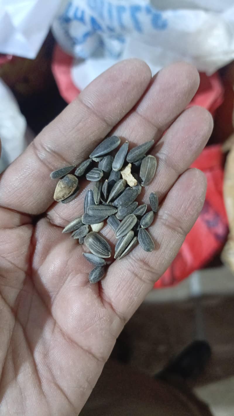 blue line shark and koi fish and sucker fish - Fish - 1110142521