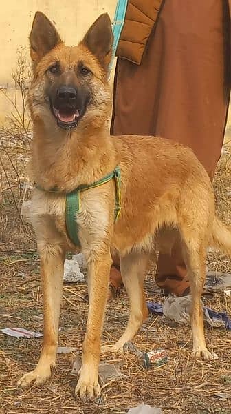 pure bagyari female best security guard dog healthy and active - Dogs ...