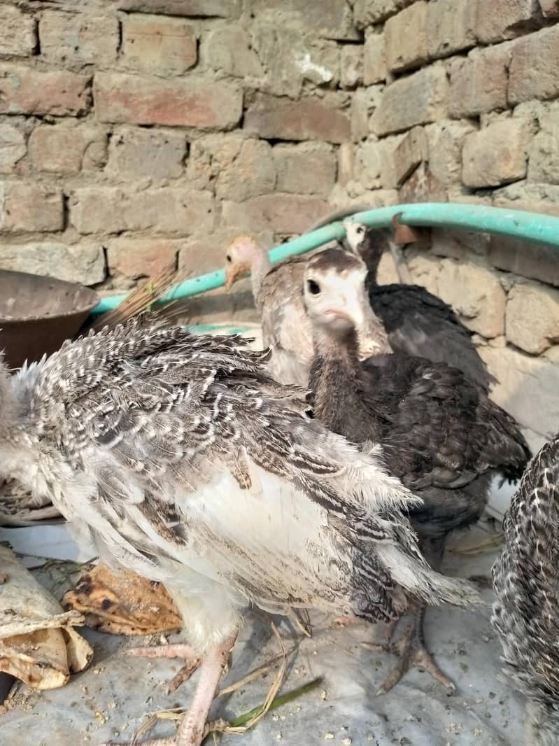 turkey bird healthy bird full active four colors - Other Birds - 1110144827