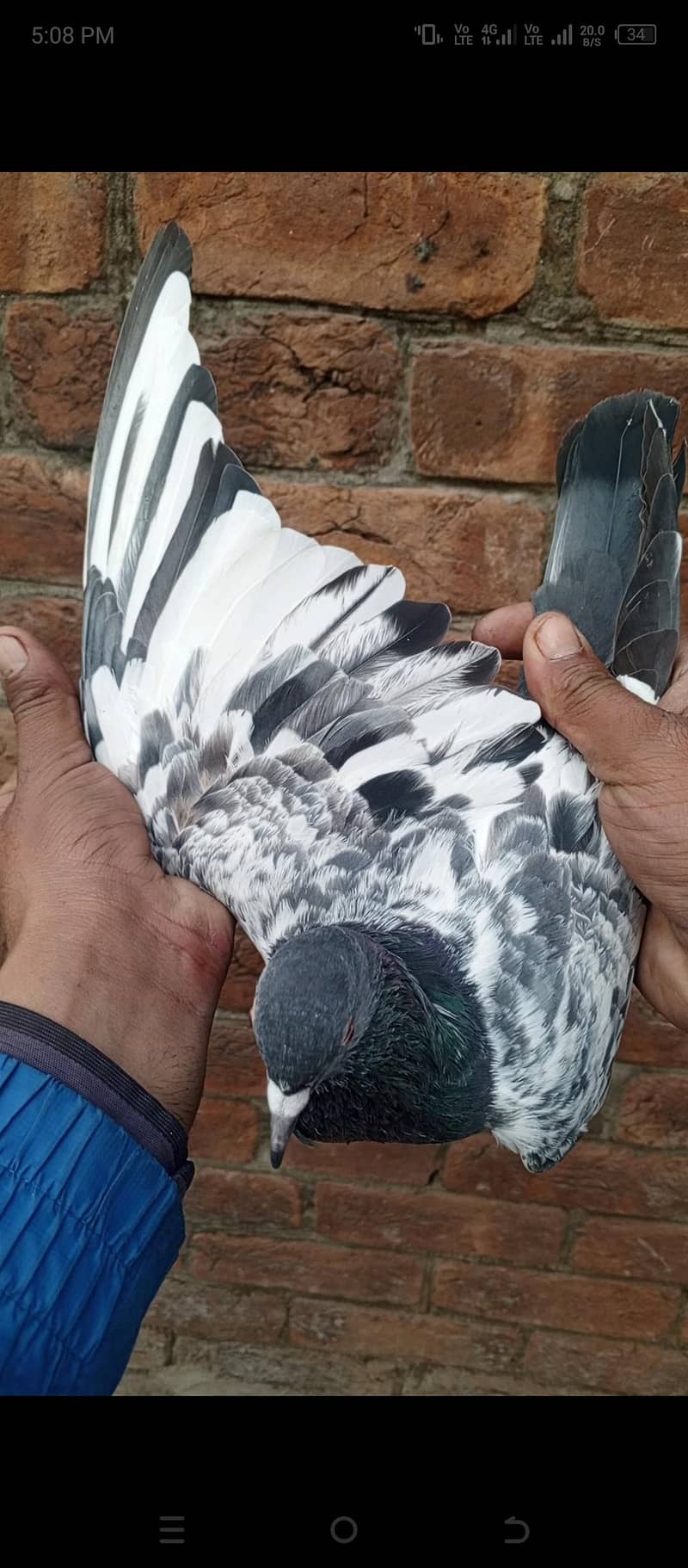 pigeon - Pigeons - 1110149078