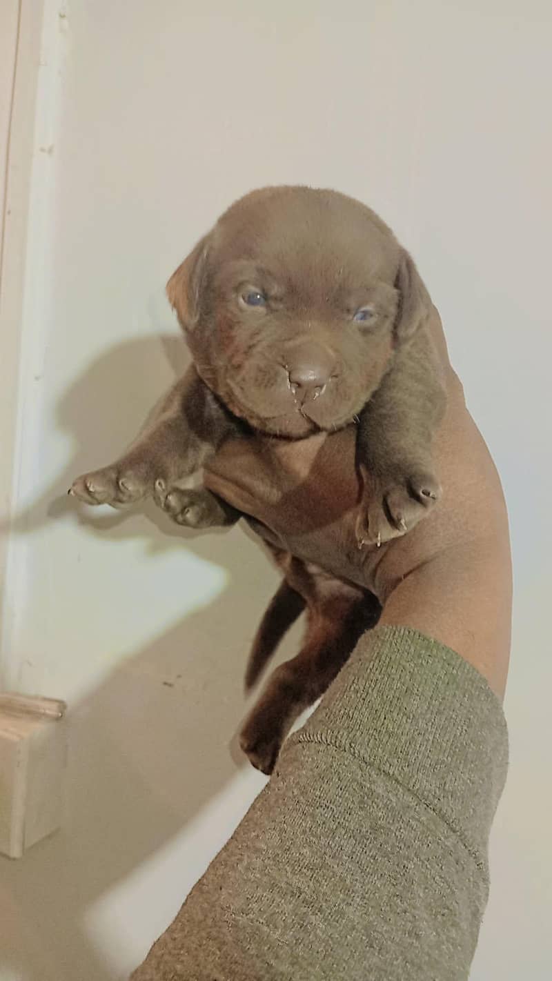 puppy - Dogs - 1110152741