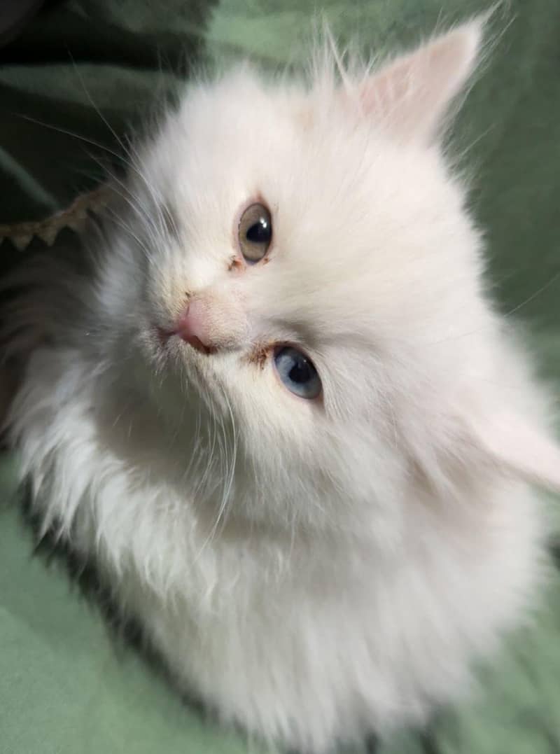 Odd eye Female - Cats - 1110154727