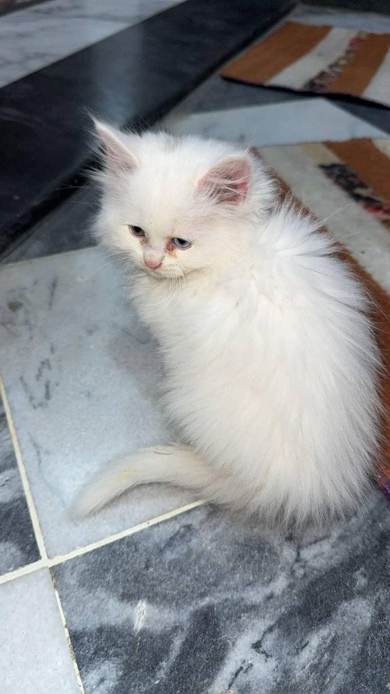 Odd eye Female - Cats - 1110154727