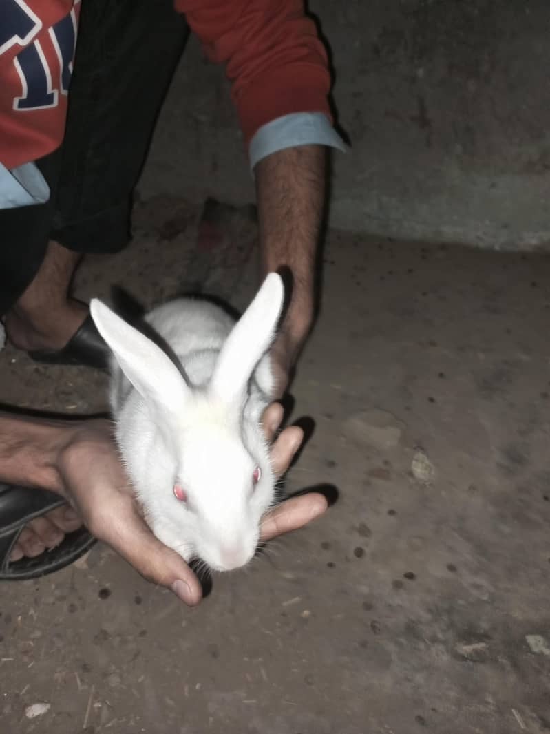 Red Eyes Rabbit - Rabbits - 1110155283