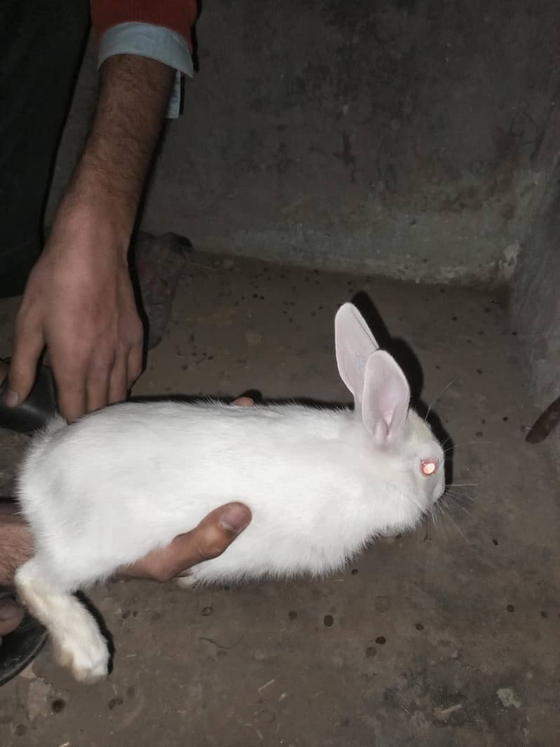 Red Eyes Rabbit - Rabbits - 1110155283